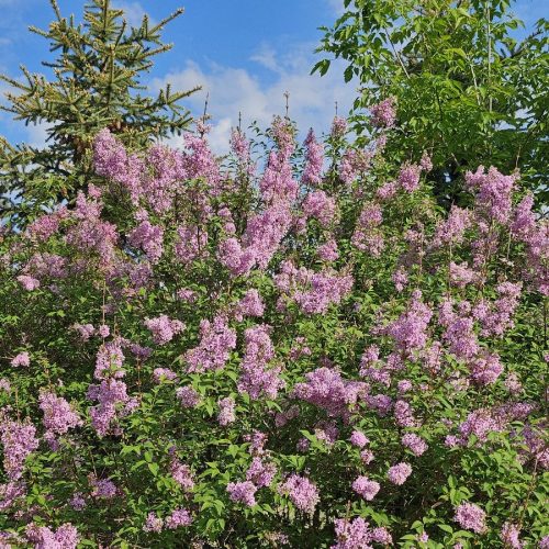 The Lilacs Are in Bloom | Hope in a Hopeless World